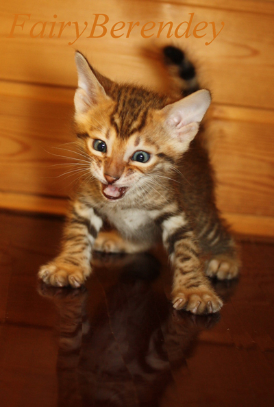 Котята тойгер :: toyger - купить в питомнике котенка породы тойгер