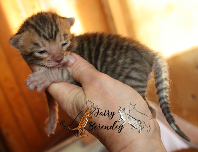 Котята тойгер :: toyger - купить в питомнике котенка породы тойгер