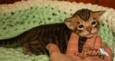 Котята тойгер :: toyger - купить в питомнике котенка породы тойгер