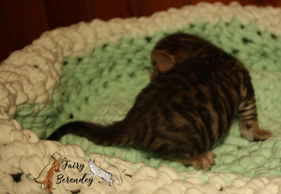 Котята тойгер :: toyger - купить в питомнике котенка породы тойгер