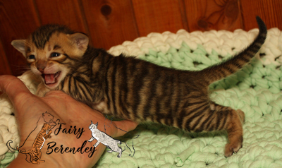 Котята тойгер :: toyger - купить в питомнике котенка породы тойгер